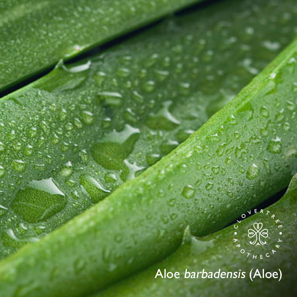 Moisture Boost Face Wash – Clovertree