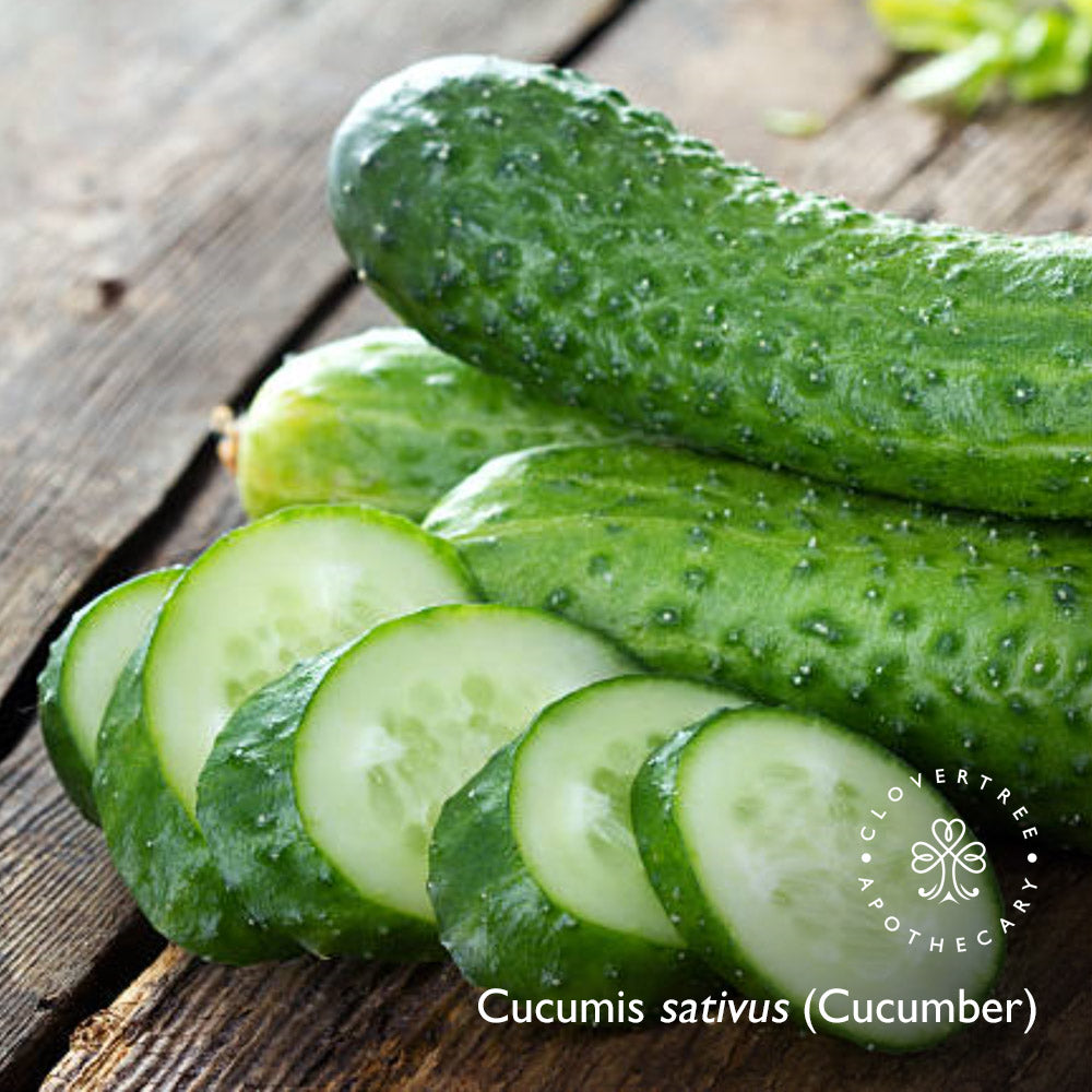 Herbal Cleansing Milk - Clovertree Apothecary - Plant-Powered Beauty