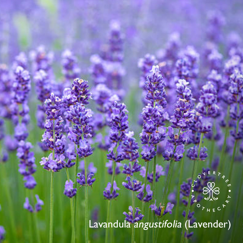 Ultimate Skin Cream - Clovertree Apothecary - Plant-Powered Beauty