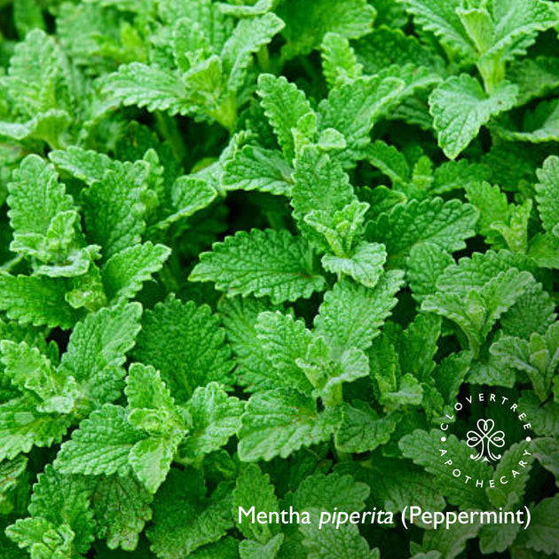 Superfruit Exfoliating Toner - Clovertree Apothecary - Plant-Powered Beauty