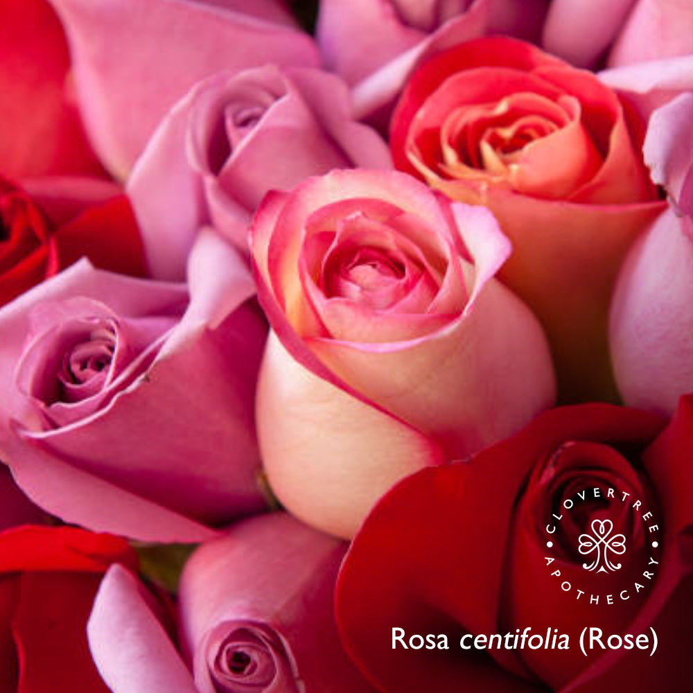 Moisture Boost Face Wash – Clovertree