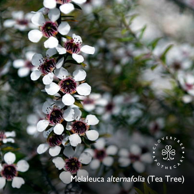 Deep Cleansing Scrub - Clovertree Apothecary - Plant-Powered Beauty